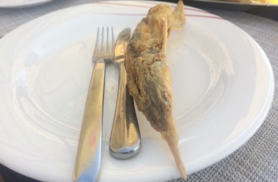 Potražnja za kečigom dovela ovu jedinstvenu vrstu ribe pred izumiranje ...